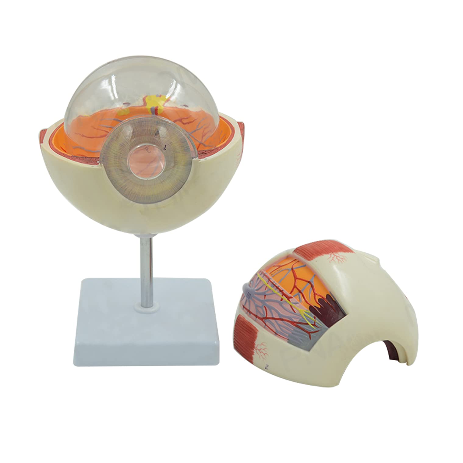 Buy Amhuui Eyeball Anatomy, 6X d Eyeball Model, Cornea Eye Model Human ...