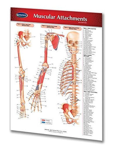 Permacharts - Muscle Attachments Chart -: Science Lab Anatomy Classroom ...
