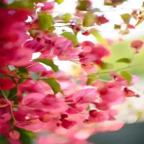 Punarva Bougainvillea Plant Bougainvillea BGN FF : Amazon.in: Garden ...