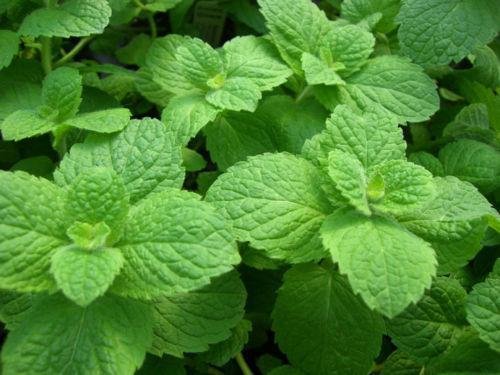 Mint (Pudina) Seeds (Pack Of AVG 30-50 Seeds x 10 Per Packet) 10 Packet ...