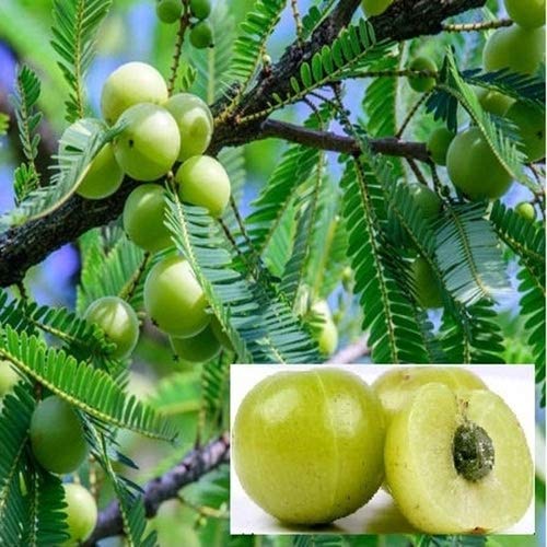 SelpLine - Rare amla sapling plant | amala | indian gooseberryamla ...