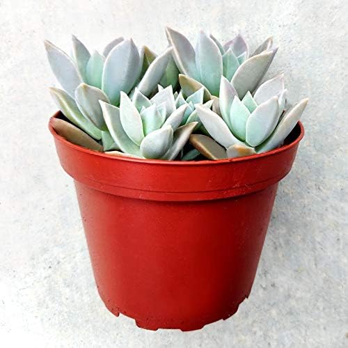 Amazon.com : Variegated Ghost Plant Rare Succulent Colorful Plants Gray ...