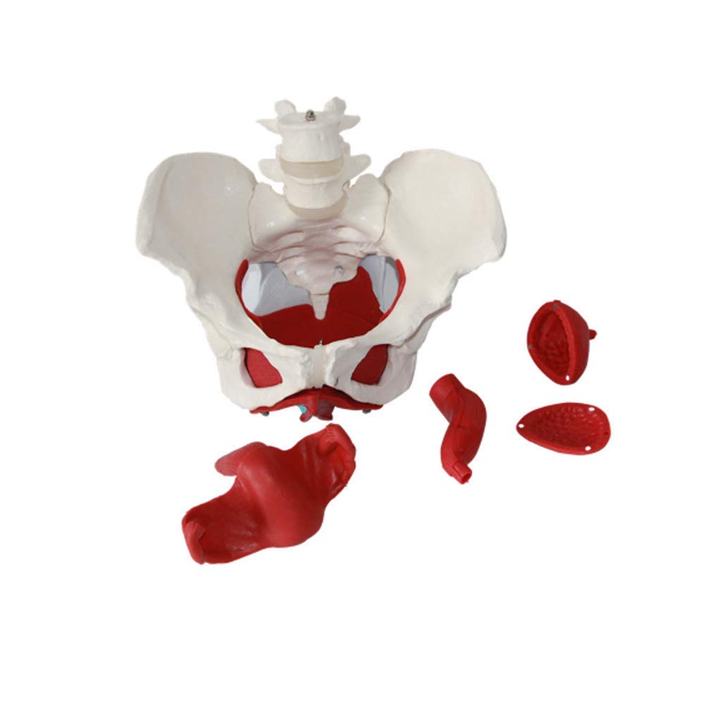 Educational Model Anatomy Human Female Pelvis Model With Pelvic Floor ...