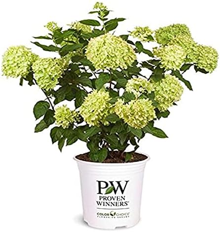 Kelly Lehman's Amazon Page