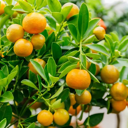 Calamansi tree - How to grow & care
