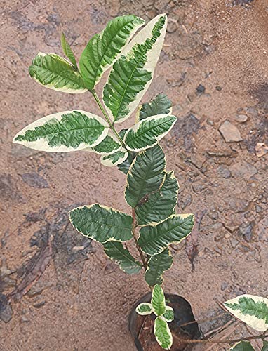 Variegated Guava ( Fruit Tree Live Plant ) : Amazon.in: Garden & Outdoors