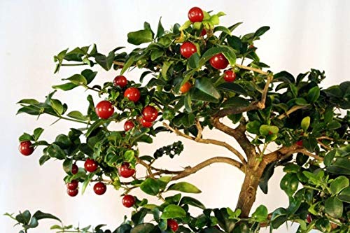Green Paradise® Triphasia Trifolia Bonsai Lime Berry Cherry Lime Red ...