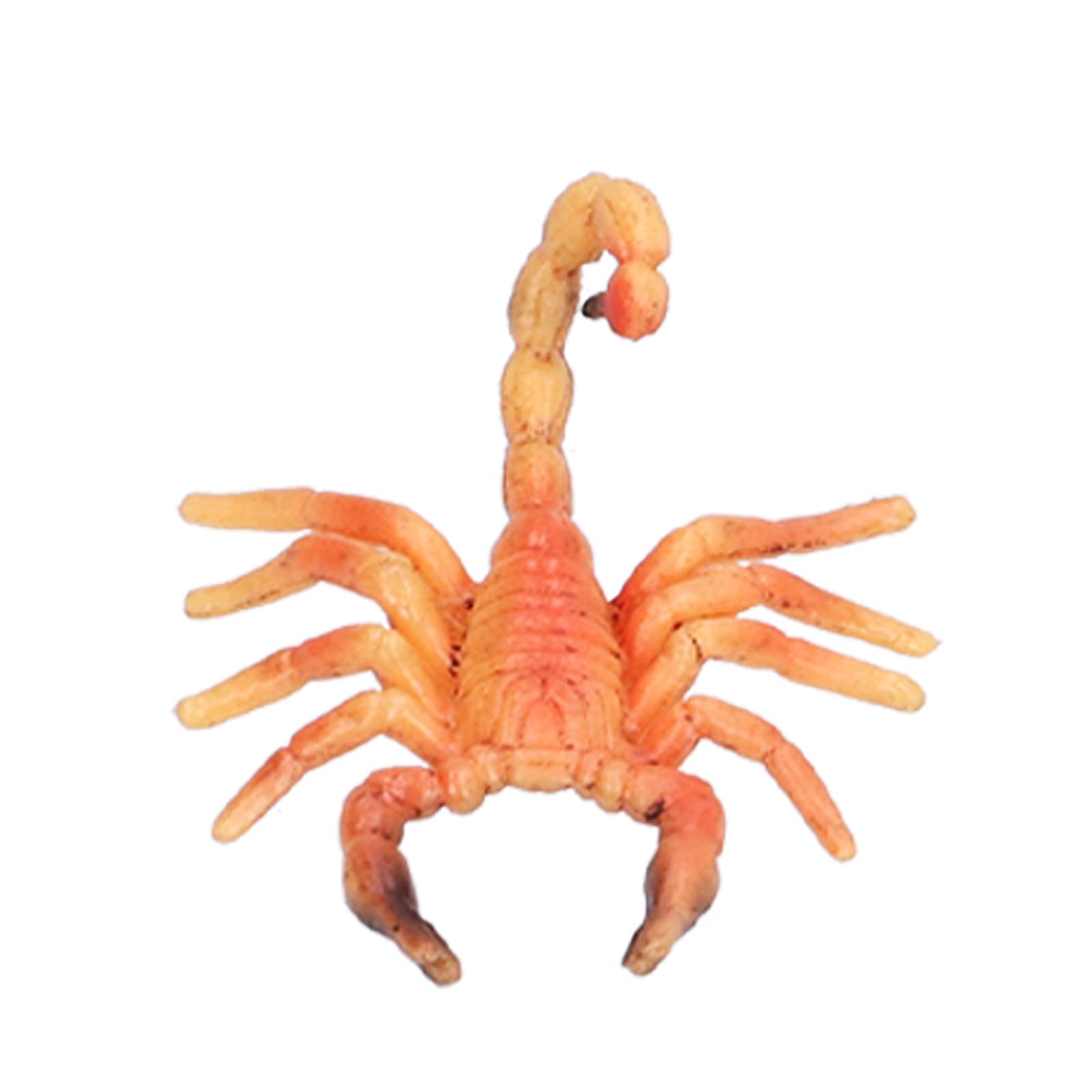 Life Cycle Of A Scorpion For Kids