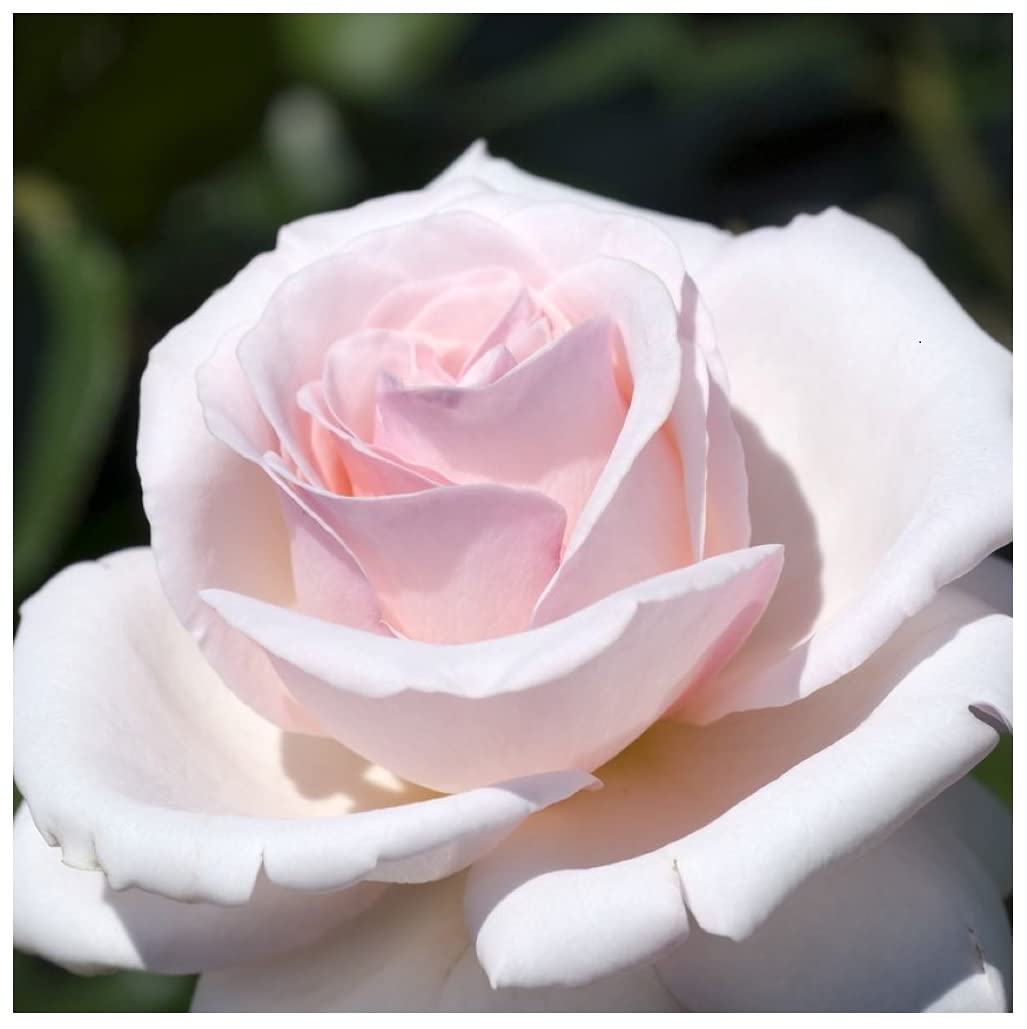 Buy Rosa 'Titanic' Hybrid Tea Rose Bush, Stunning Light Pink Blooms ...