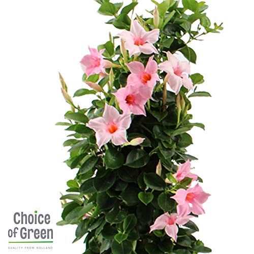 Green is® - Mandevilla Diamantina Sundaville Cream Pink - Dipladenia ...