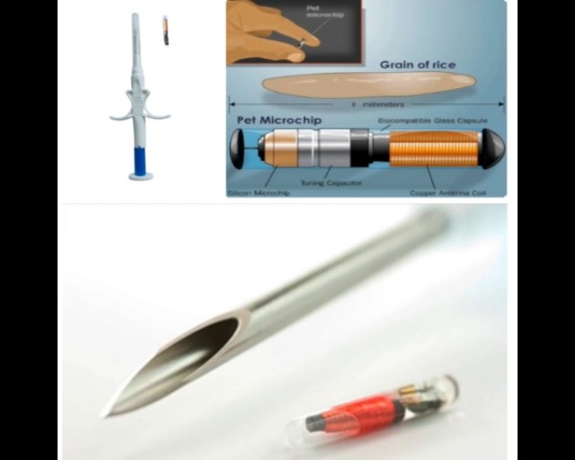 Watch microchip for dogs on Amazon Live