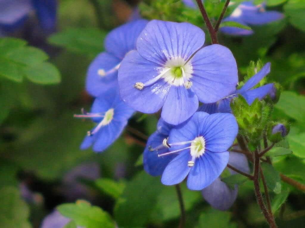 Amazon.com : 50 Seeds Creeping Blue Speedwell / Veronica Repens Flower ...