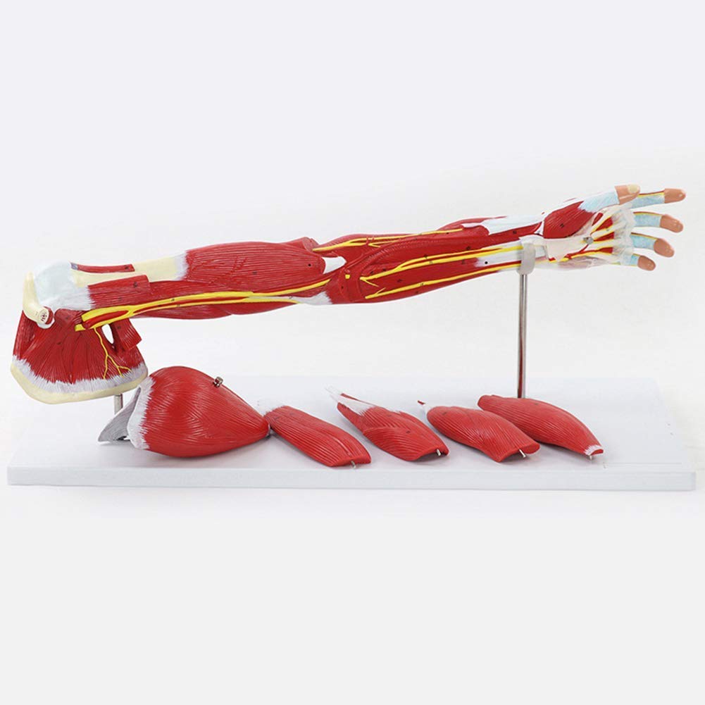 Buy Learning props Upper Limb Muscle Vascular Nerve Model, Arm Muscle ...