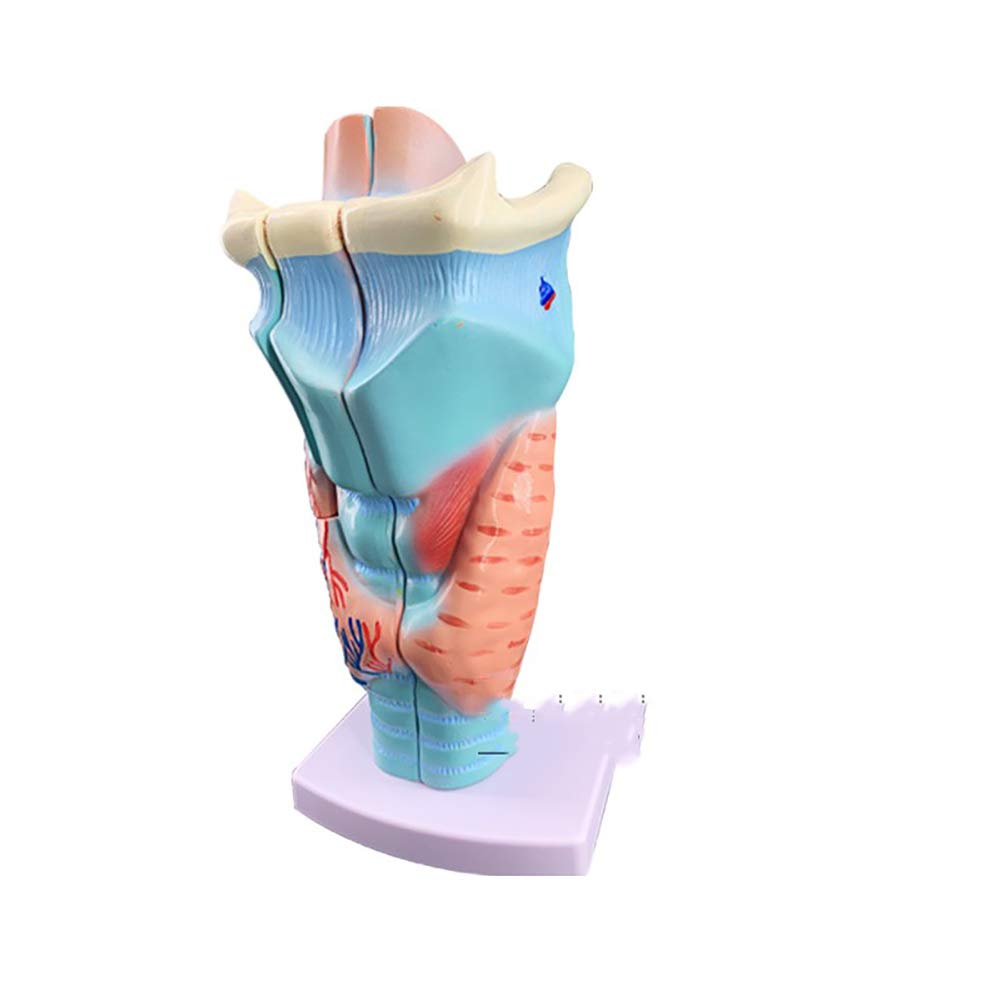 Buy UIOF Larynx Model Human Larynx Joint Simulation Model Anatomy ...