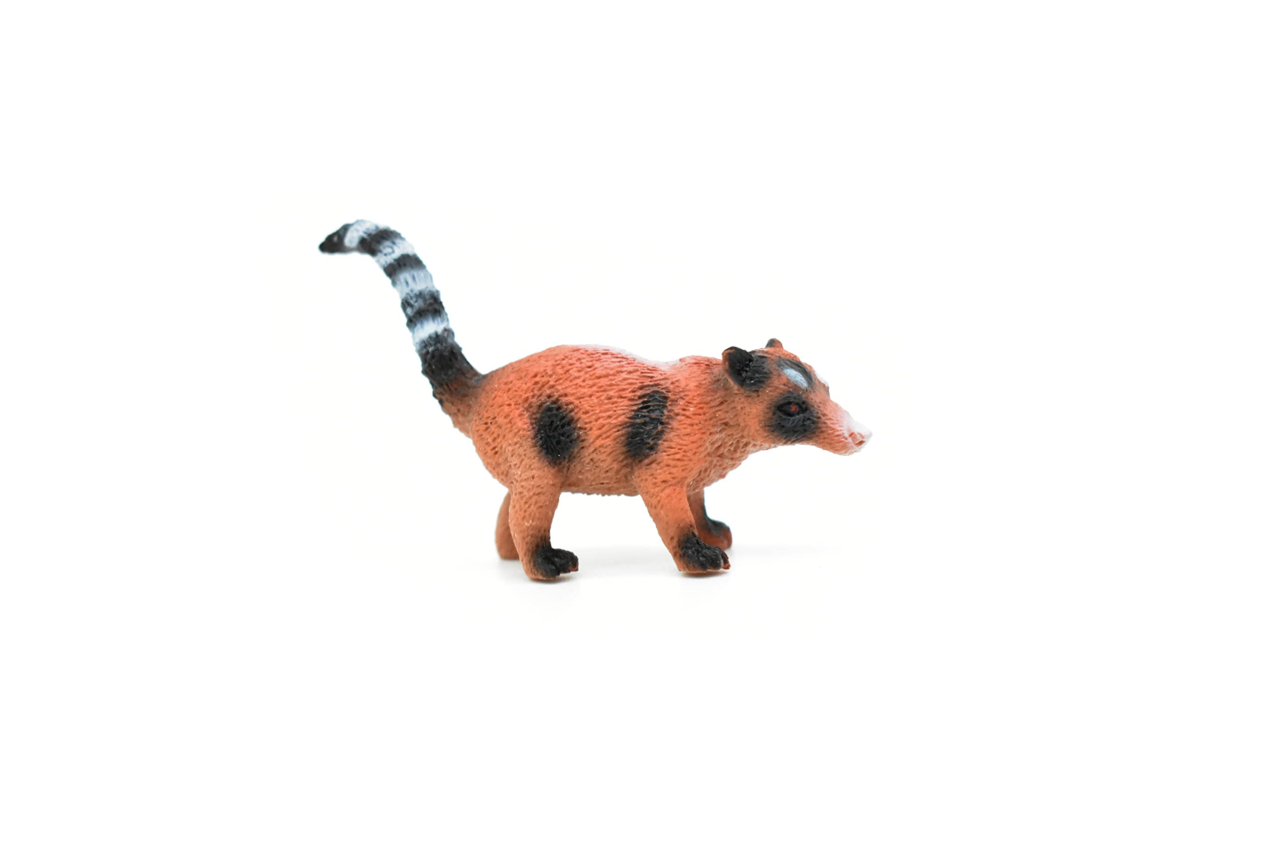 White Nosed Coati Pet