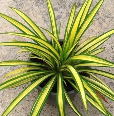 Plantsworld Pandanus Yellow Live Plant : Amazon.in: Garden & Outdoors