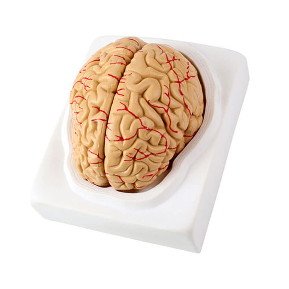 Buy Human Brain Anatomical Model, with 9-Part Life Size, Display Base ...