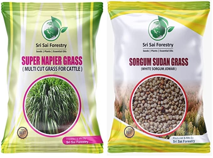 SRI SAI FORESTRY Super Napier Grass Seeds | Sorghum Sudan Seeds | Combo ...