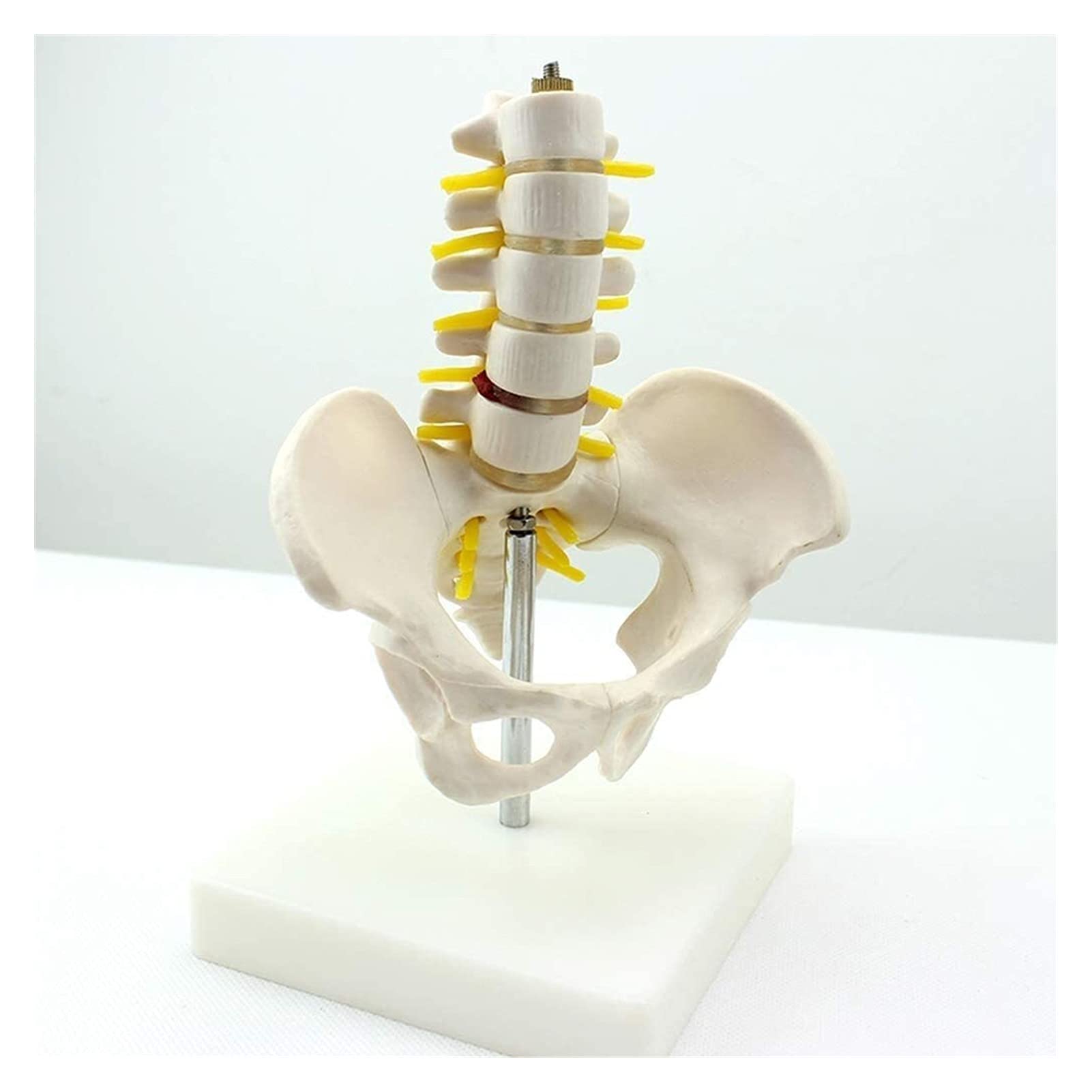 Buy LAErper Teaching Model, Human Pelvic Anatomical Model Small Anatomy ...