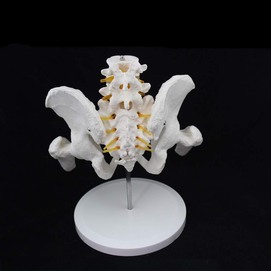Buy Pelvic Model Medicine Educational Model Male Pelvic Model Life Size ...