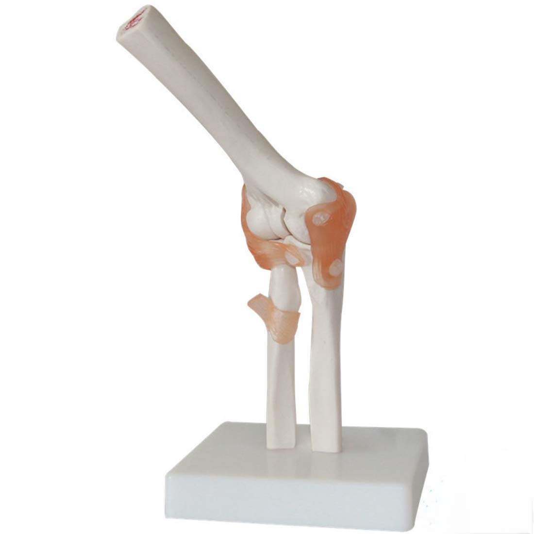 Buy Educational Model Learn Aid Human Anatomical - Life Size Ligament ...