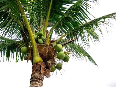 Mphmi Live Plant Nursery NCR Live Plant Nariyal, Coconut Tree (Golden ...
