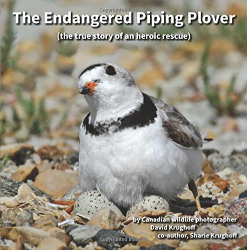 The Endangered Piping Plover: the true story of an historic rescue ...