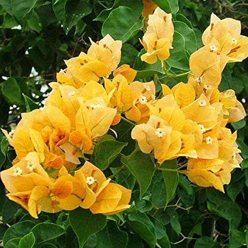 Buy Mphmi Bougainvillea (Yellow) - buganvilla Bugambilia, Veranera ...