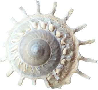 Amazon.co.jp: Natural Conch Shell Home Decor Snail Specimen Collecting ...