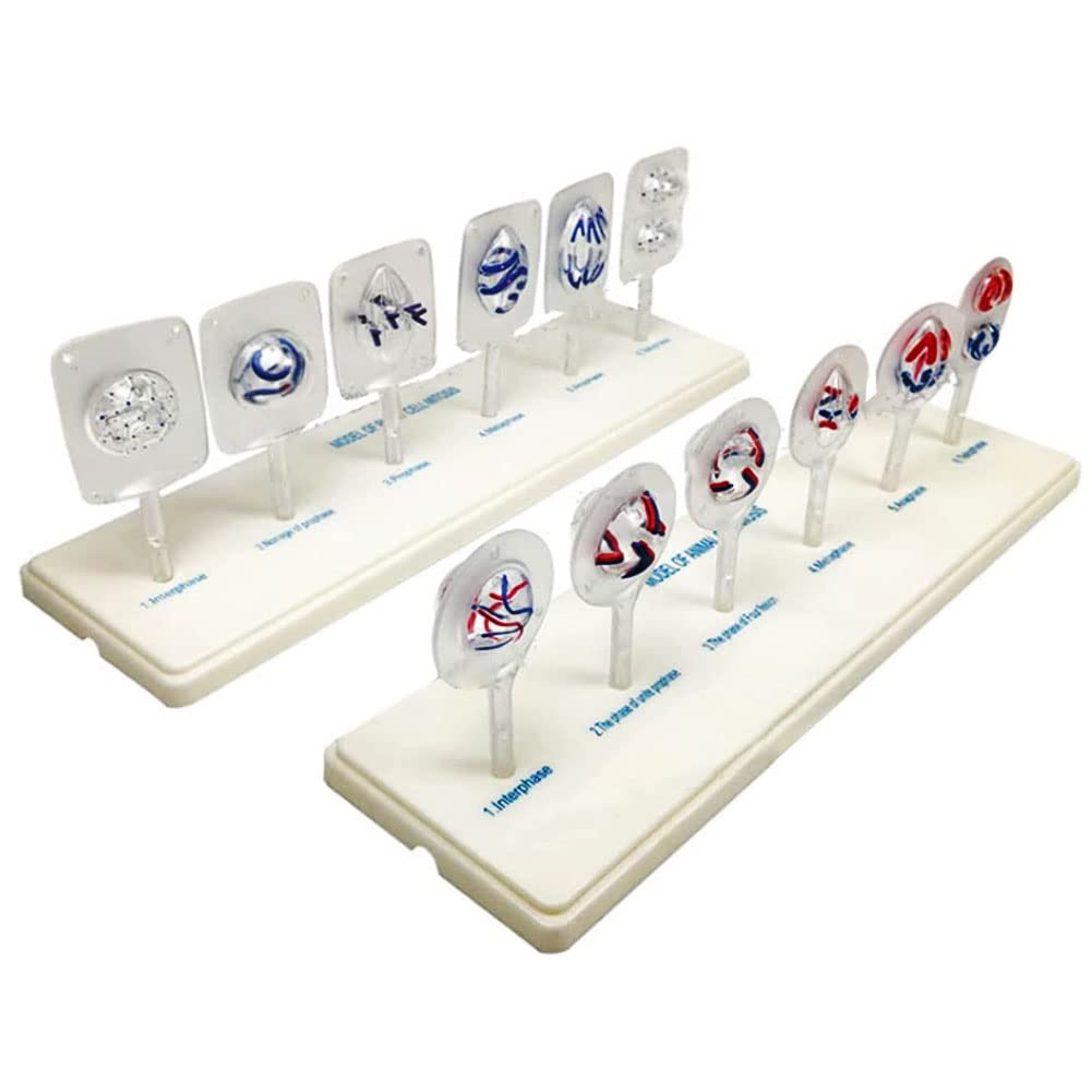 Buy QHYTL Biology Science Education Demonstration Model, Cell and ...