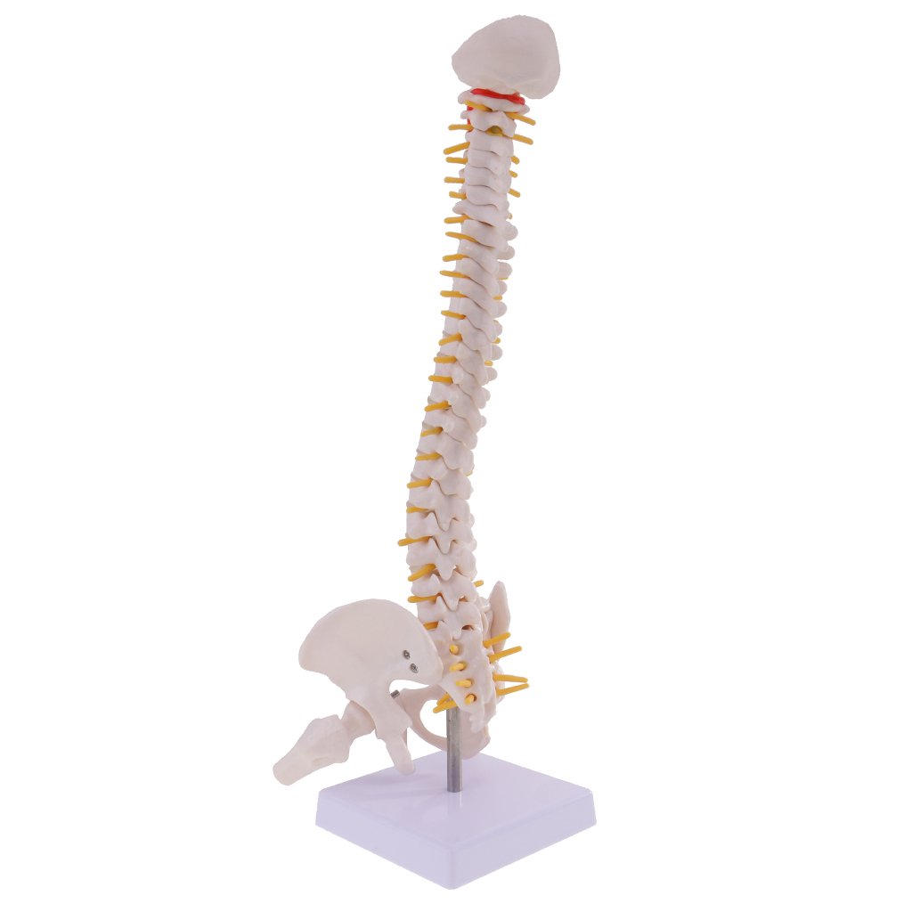 Prettyia Human Spine Model with Pelvic for Anatomy Skeleton Learning ...
