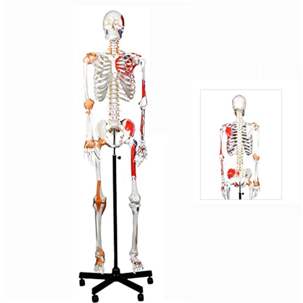 Buy Anatomy Model Learning Props 170Cm Human Skeleton Model-Yellow ...