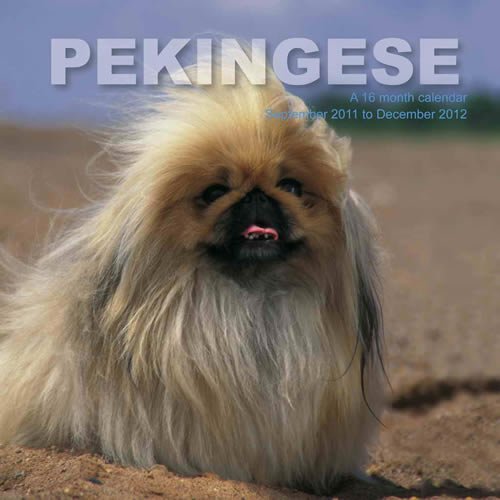 Amazon.com: Pekingese 2012 Wall Calendar #DOG36: 9781617910531: Magnum ...