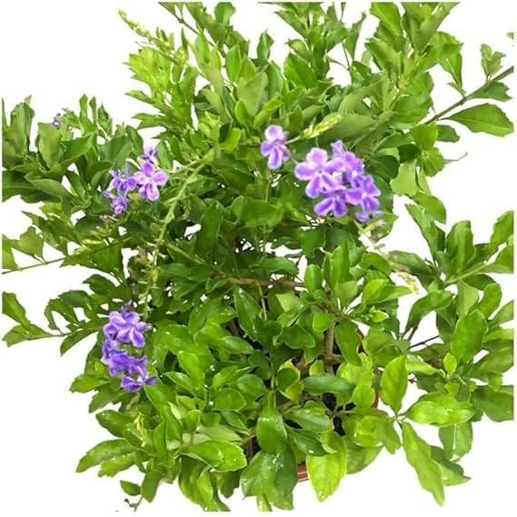 Generic Live Hedges & Shrubs Plants Green Duranta Erecta Plant For ...