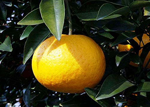 Modern Plants Live Giant Orange/Santra Fruit Plant With Pot : Amazon.in ...
