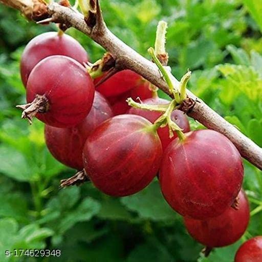 GREEN VOLCANO "Thai Red Amla "Grafted hybrid - 1 Healthy Live Super ...