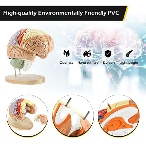 Snapklik.com : Dyna-Living Human Brain Model Anatomy 2X Life Size Human ...