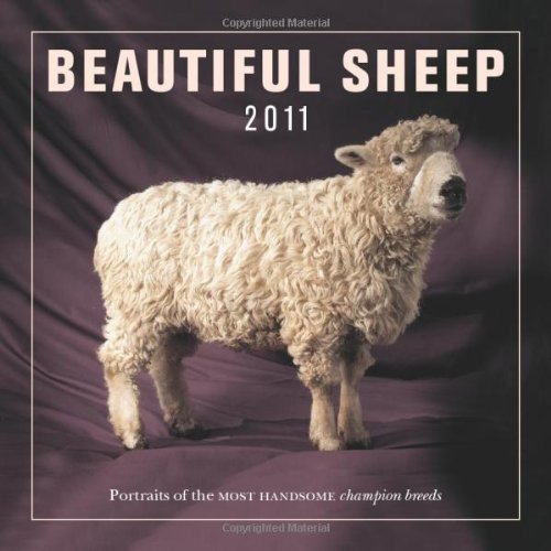 Beautiful Sheep 2011 Wall Calendar : Ivy Press: Amazon.co.uk: Books