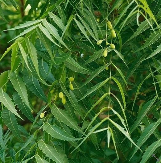 Growing Plants Live Neem Plant Tree, Azadirachta indica -1 Healthy live ...