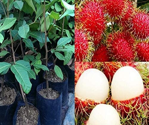 Cloud Farm Live Rare Red Rambutan Hybrid Exotic Fruit Seedling Live ...