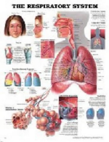 Buy The Respiratory System Book Online at Low Prices in India | The ...