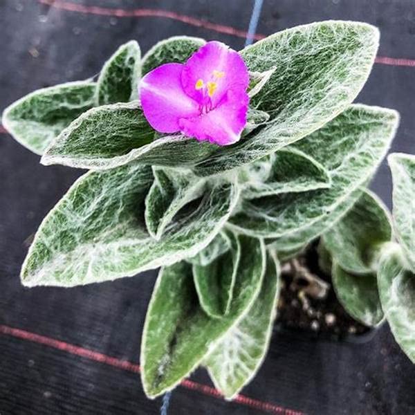 Mphmi Live Plant Nursery NCR Plant Tradescantia plant sillamontana ...