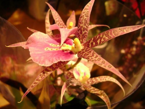 Amazon.com: Acrylic-Mounted Artwork by Anna McAlister: Pink Spider ...