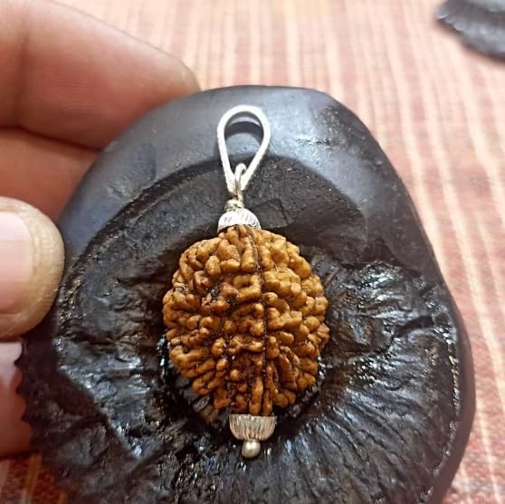 All Stone 2 Mukhi Rudraksha Original Certified Nepali Two Faced ...