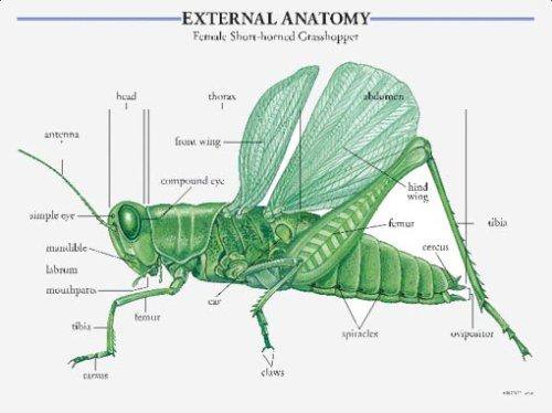 Grasshopper External Anatomy