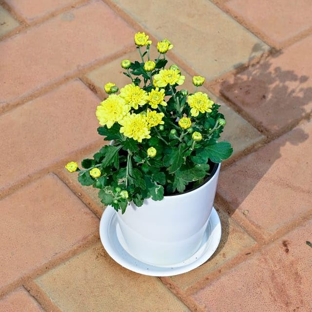 Mphmi Flower Plants Chrysanthemum growing season Guldawari growing ...