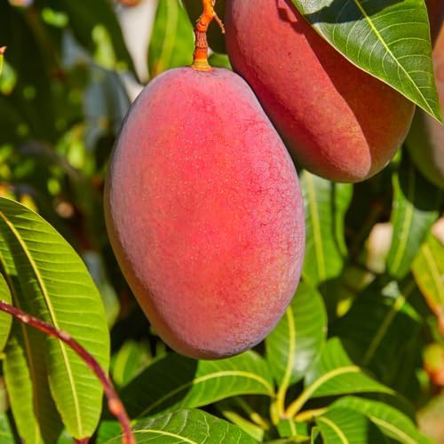 Amazon.com : Mango Tree Live Plant, Yellow Sweet Mango Tree Plant, 7 to ...