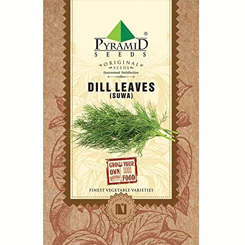 Pyramid Seeds Dill Leaves (Suwa) - 100g : Amazon.in: Garden & Outdoors