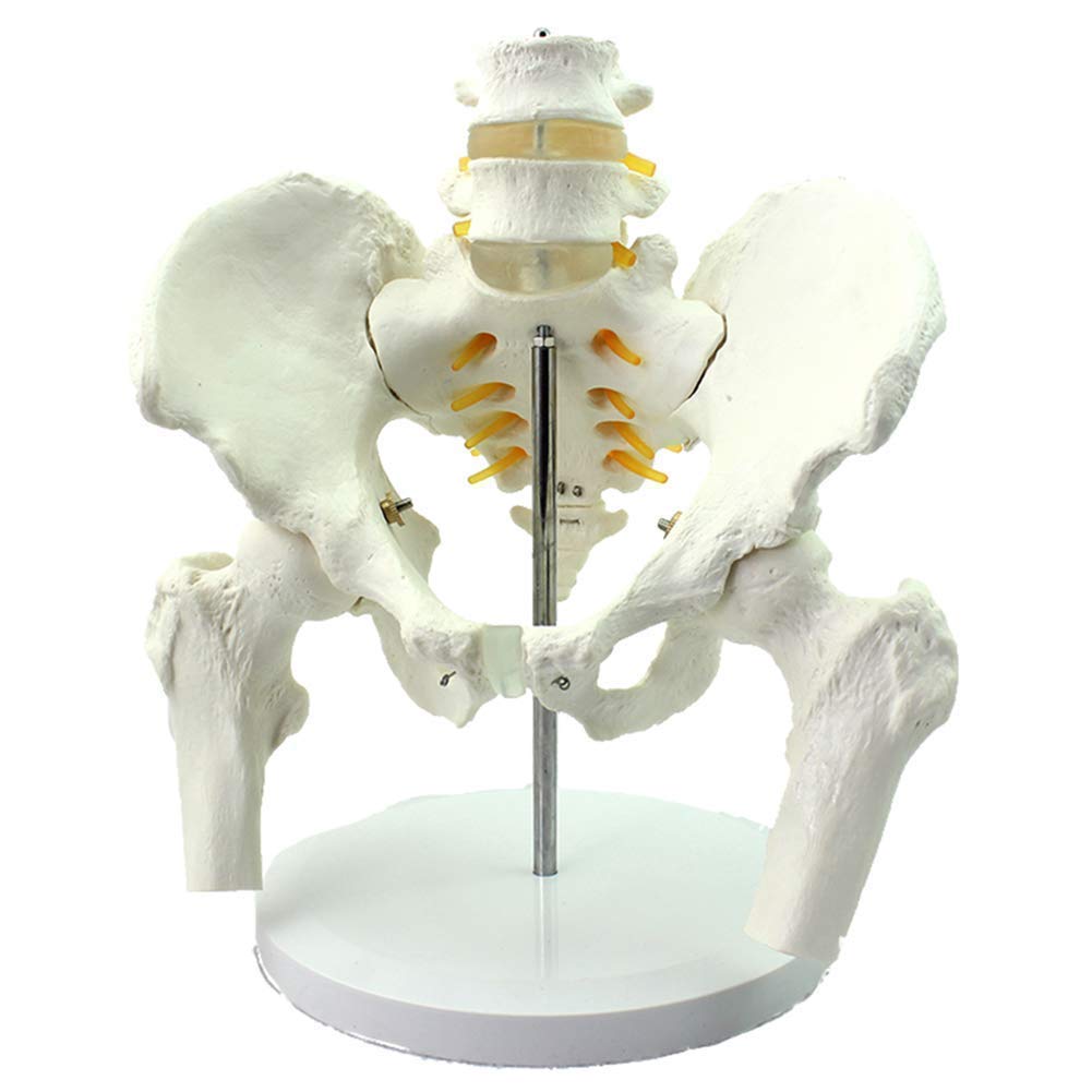 Buy Study Model Assembly Anatomical Skeleton Model Basin With Five ...