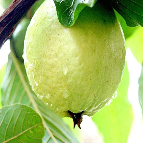 ZM Big Size Guava Seed/Psidium Guajava/Amrud Fruit Tree Seed/Koiya Seed ...